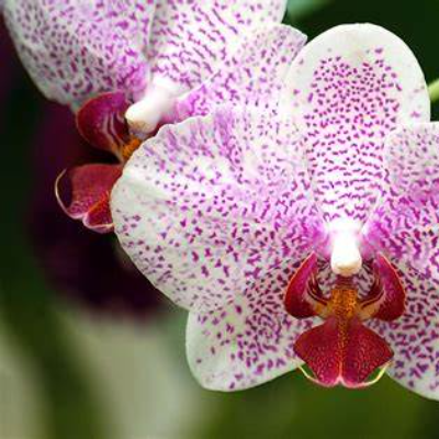 Dawn Flagg Designs - Marketspread